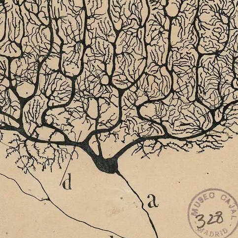 Antique Anatomical Illustration, Neuron Drawing by Santiago Ramón Y ...