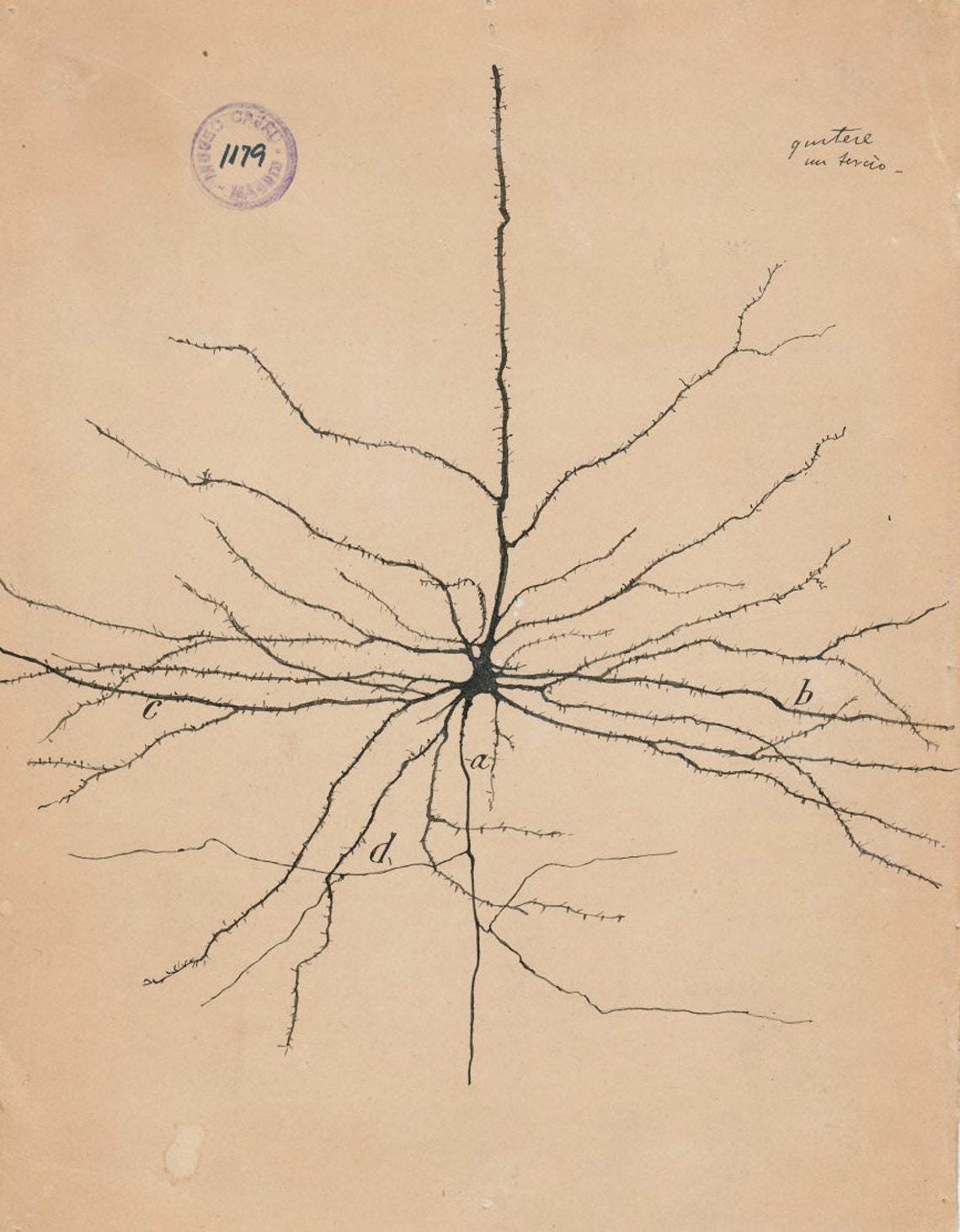 Antique Anatomical Illustration, Neuron Drawing by Santiago Ramón Y ...