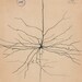 Antique Anatomical Illustration, Neuron Drawing by Santiago Ramón Y ...