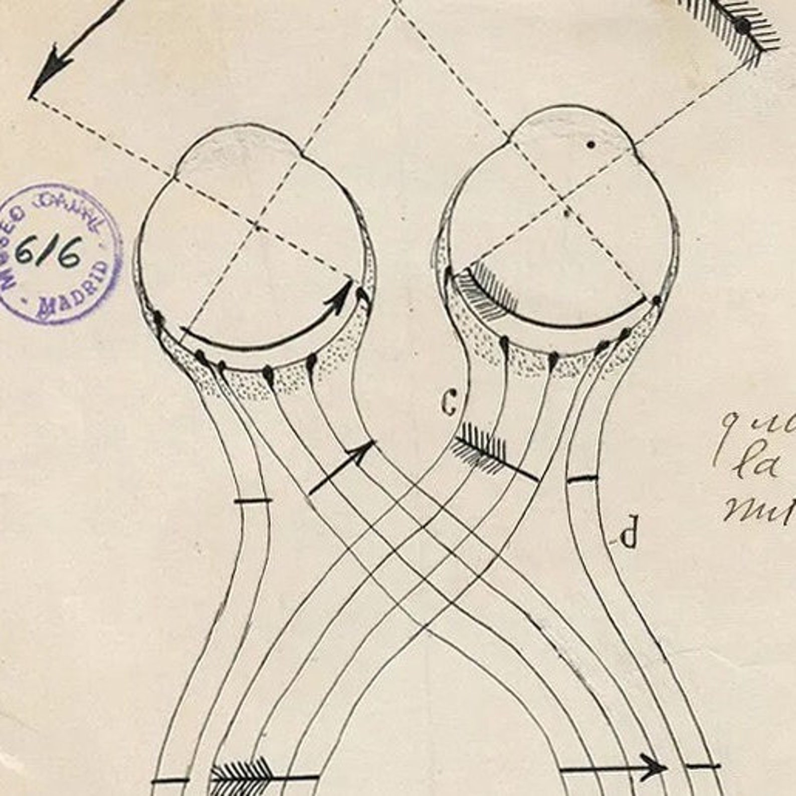 Antique Anatomical Illustration, Neuron Drawing by Santiago Ramón Y ...