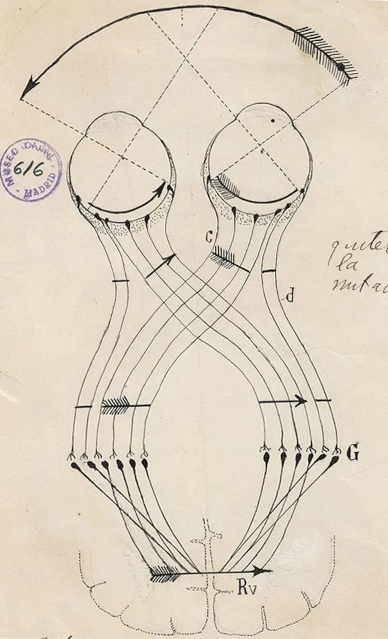 Antique Anatomical Illustration, Neuron Drawing by Santiago Ramón Y ...