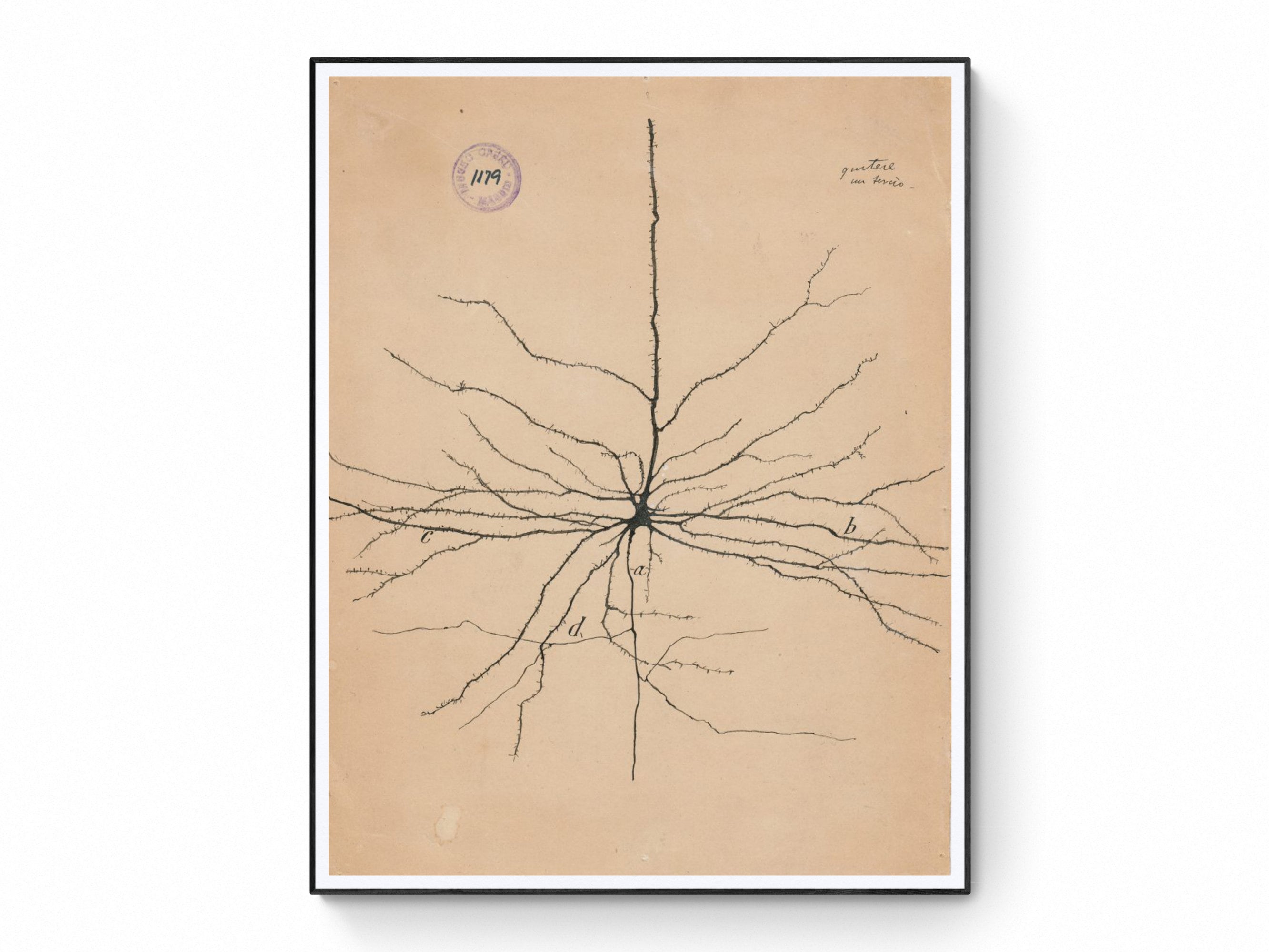 Antique Anatomical Illustration, Neuron Drawing by Santiago Ramón Y ...