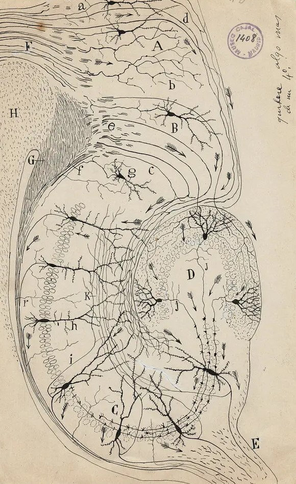 Antique Anatomical Illustration, Neuron Drawing by Santiago Ramón Y ...