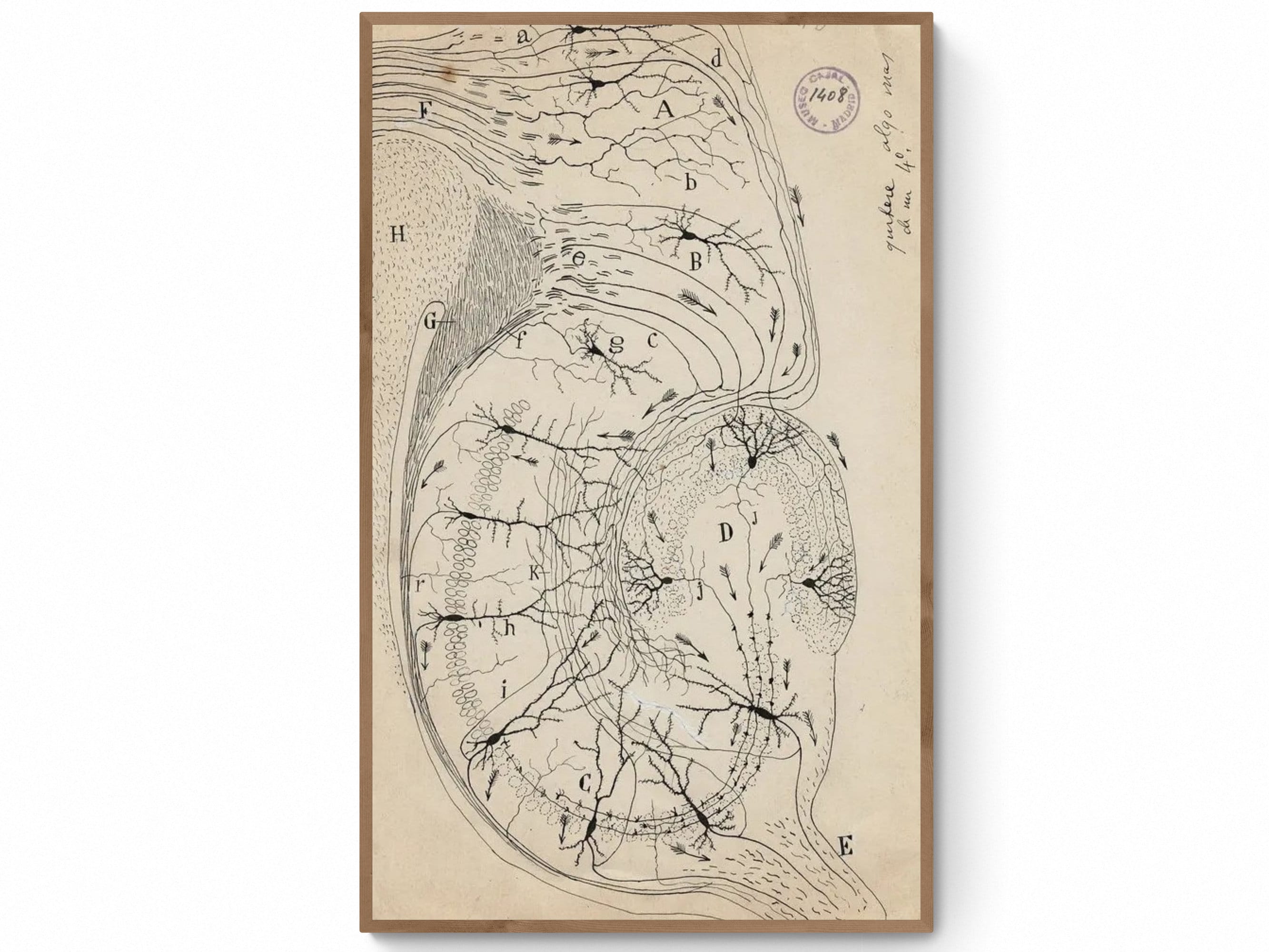 Antique Anatomical Illustration, Neuron Drawing by Santiago Ramón Y ...