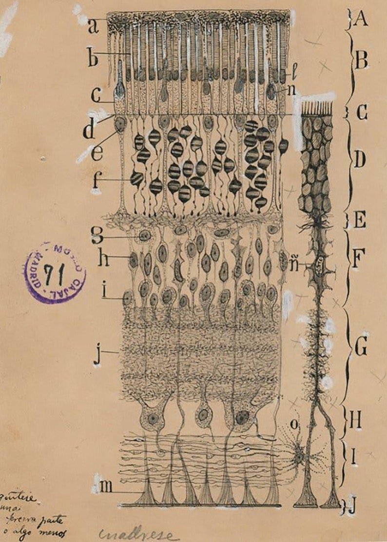 Antique Anatomical Illustration, Neuron Drawing by Santiago Ramón Y ...