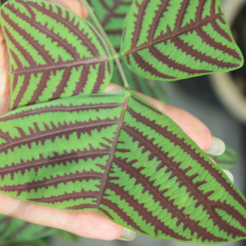 Swallowtail Plant - Etsy