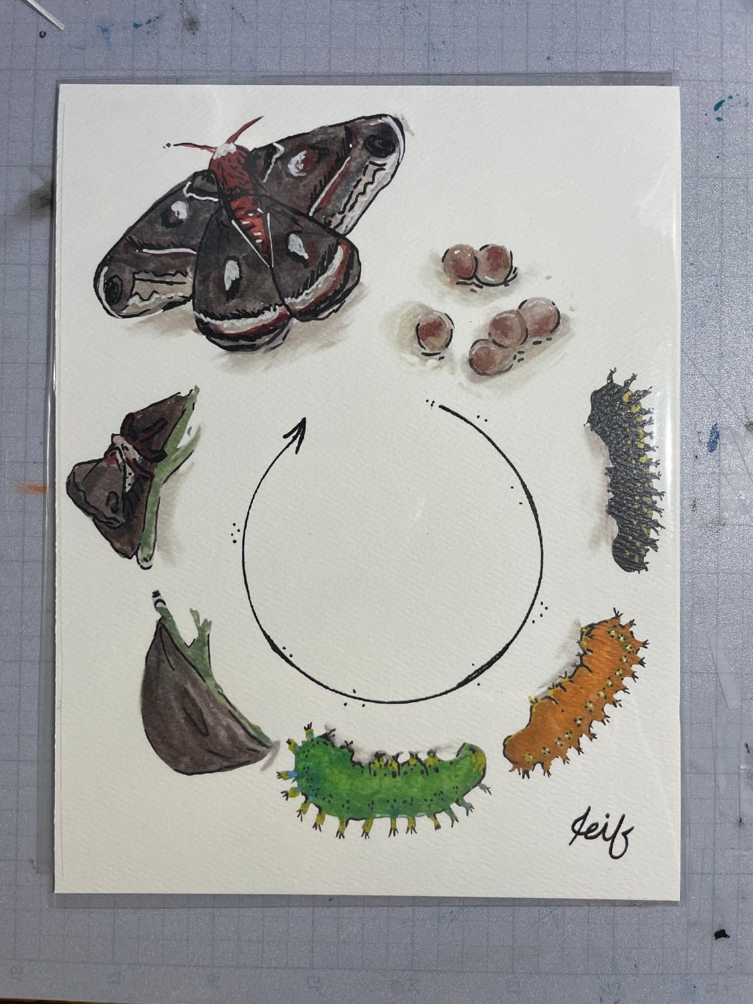 Cecropia Moth Life Cycle