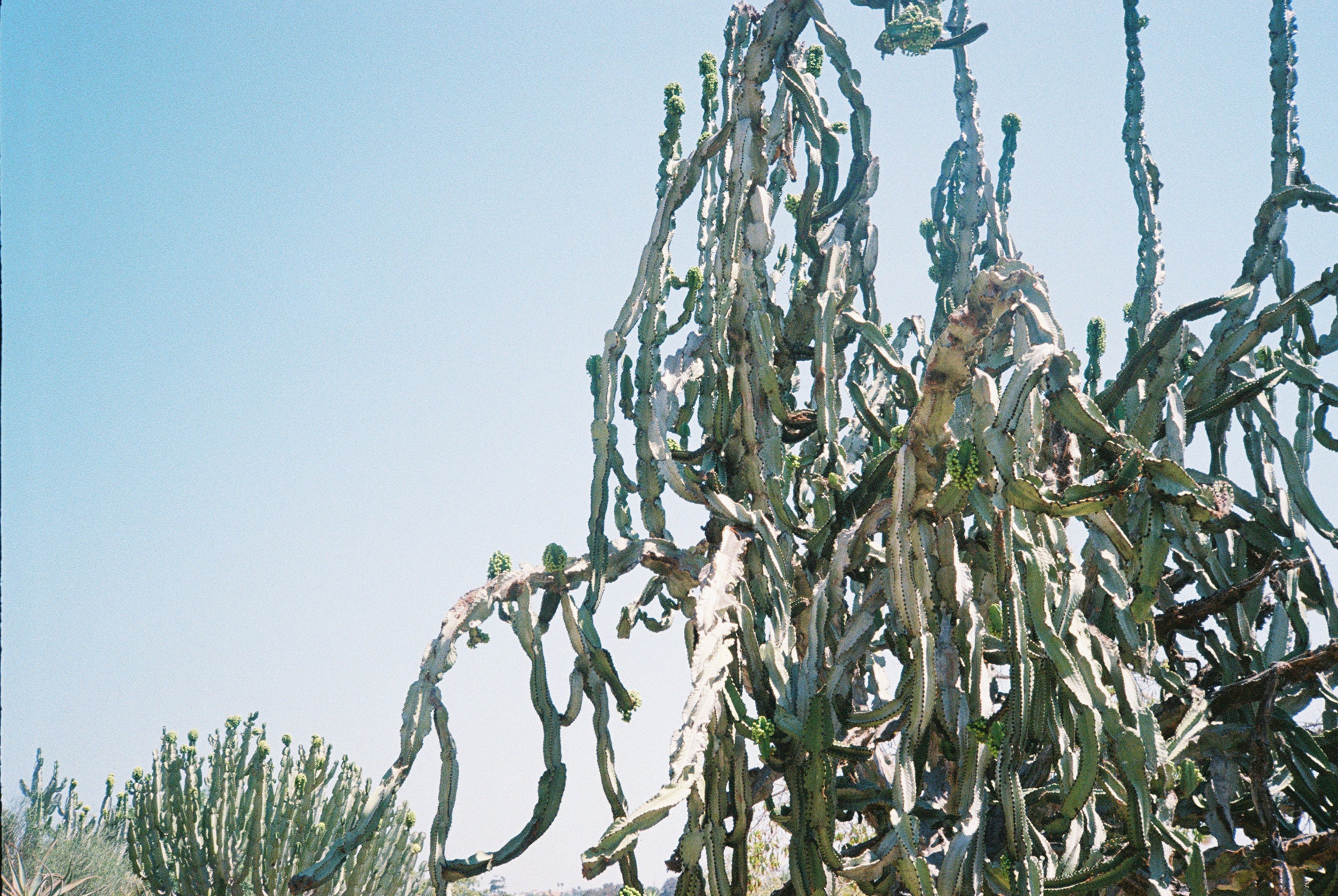 Cactus, Film Photography, Digital Download - Etsy
