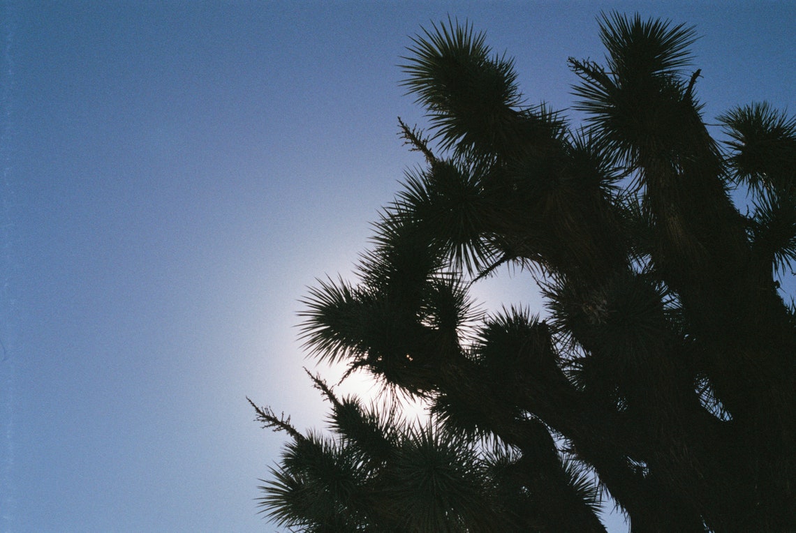 Joshua Tree, Film Photography, Digital Download - Etsy