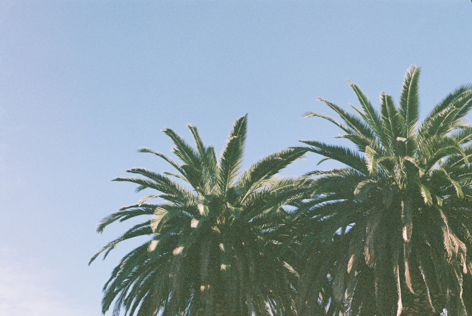 Palm Trees, Film Photography, Digital Download - Etsy