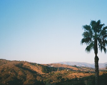 Palm Trees, Film Photography, Digital Download - Etsy
