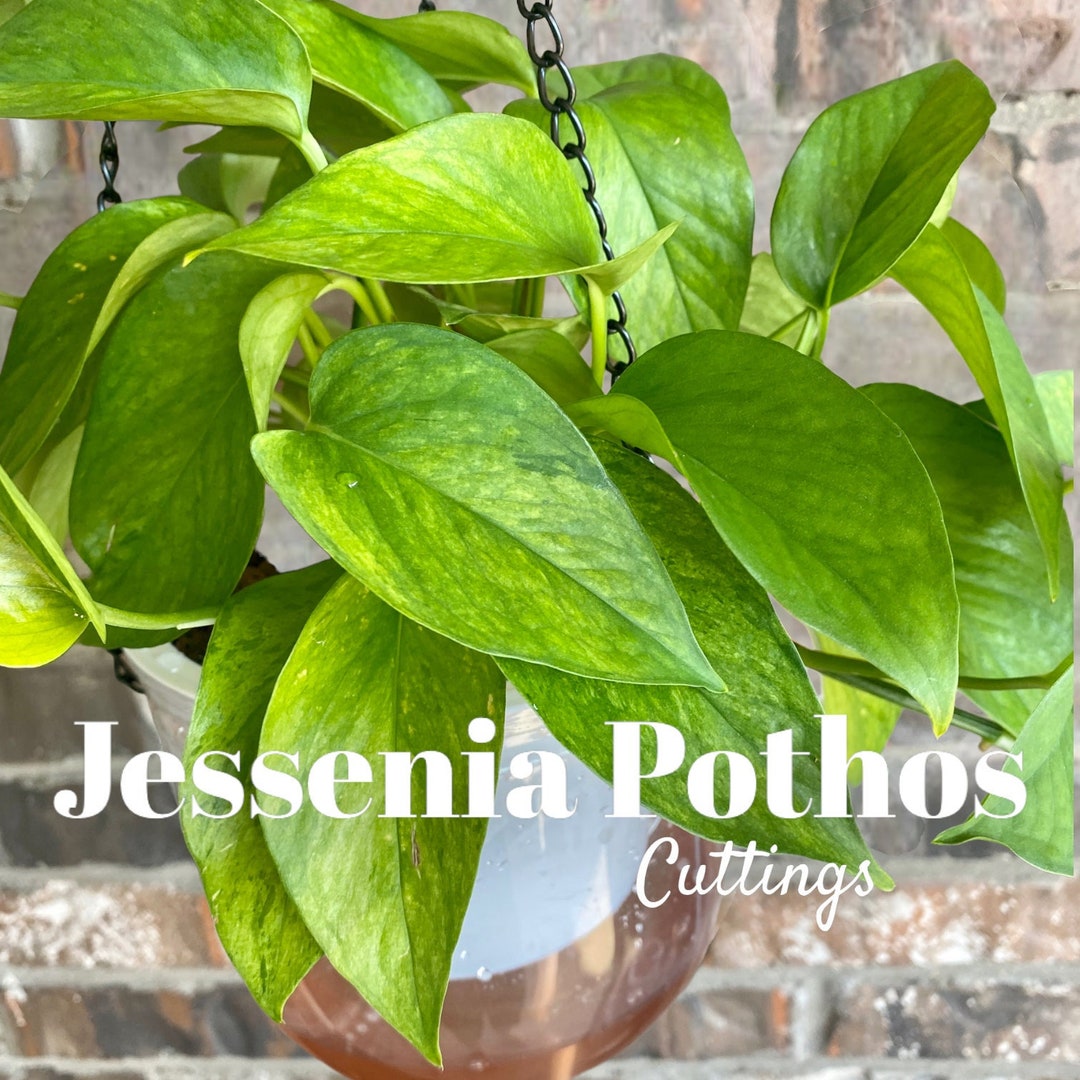 Jessenia Pothos Cuttings for Propagation // CUTTING // Uncommon ...