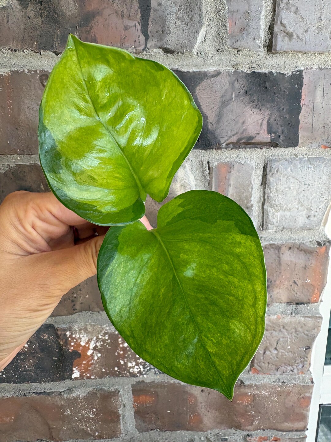 NEW Lemon Top Pothos Cuttings for Propagation // CUTTING // Uncommon - Etsy