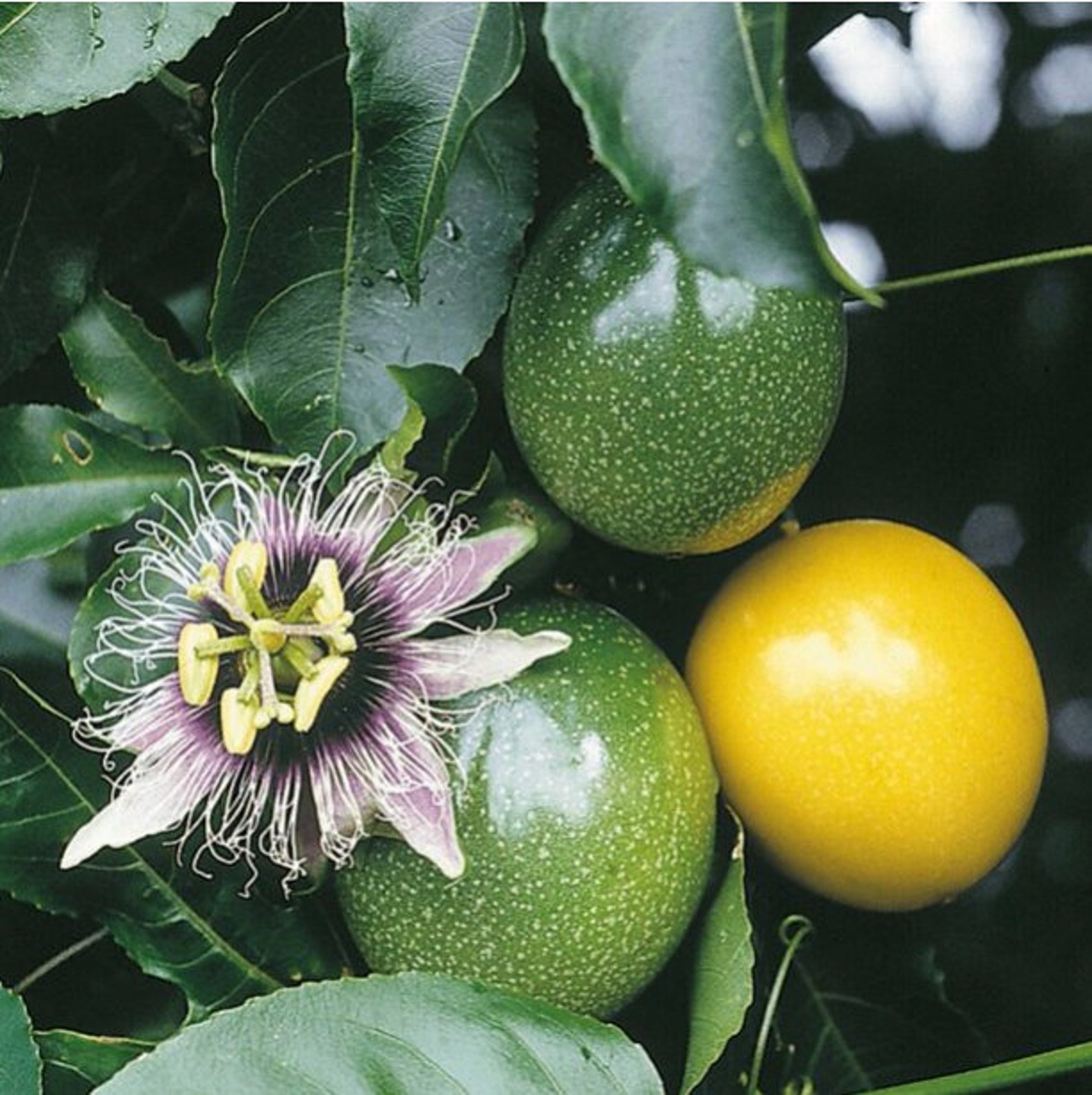 Hawaiian Live Passiflora Lilikoi Passion Fruit Plant Seeds 1 Pk 20 per ...