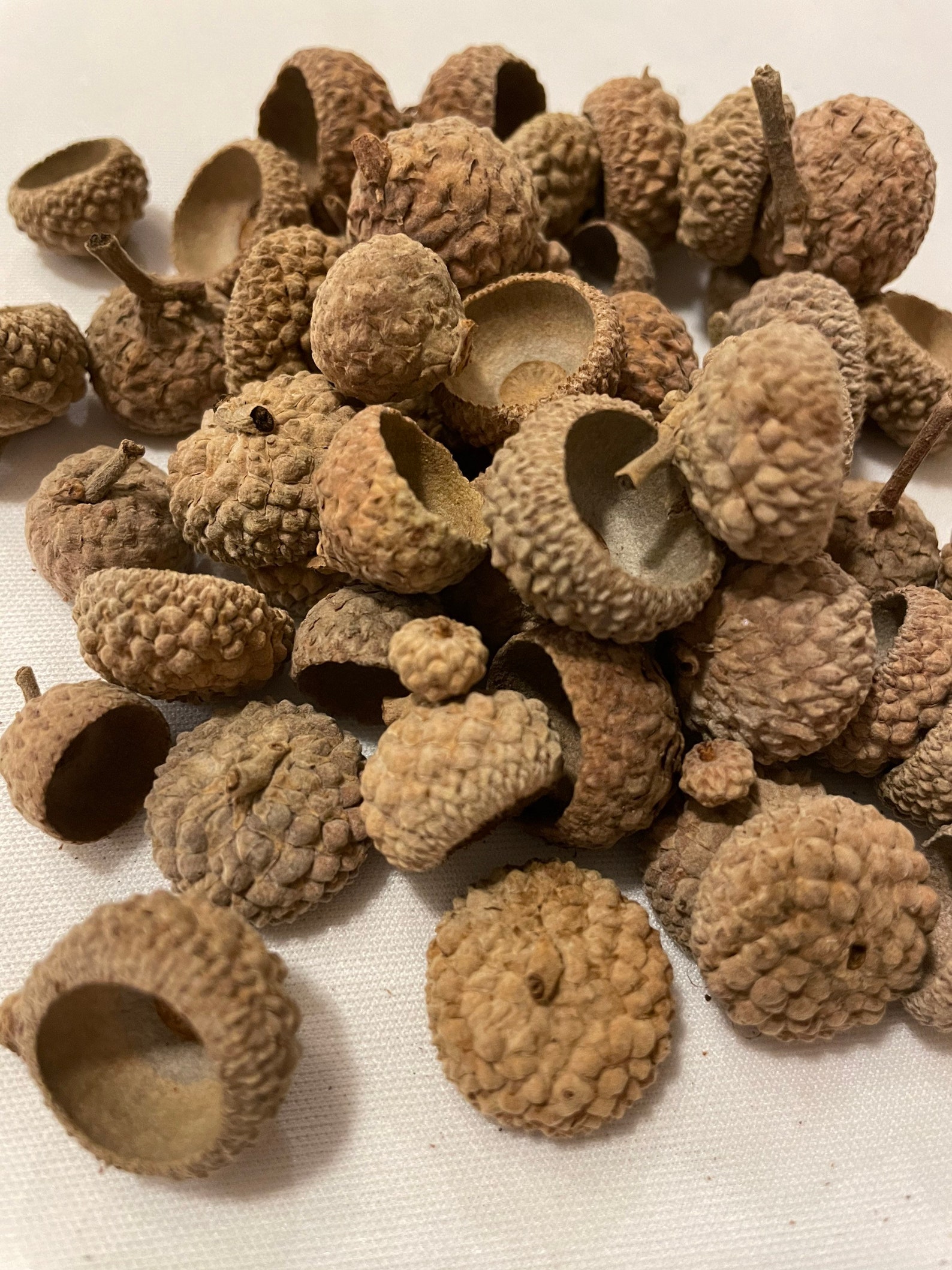 Acorn Caps Set of 50/acorn Caps for Crafts/acorn Caps for - Etsy