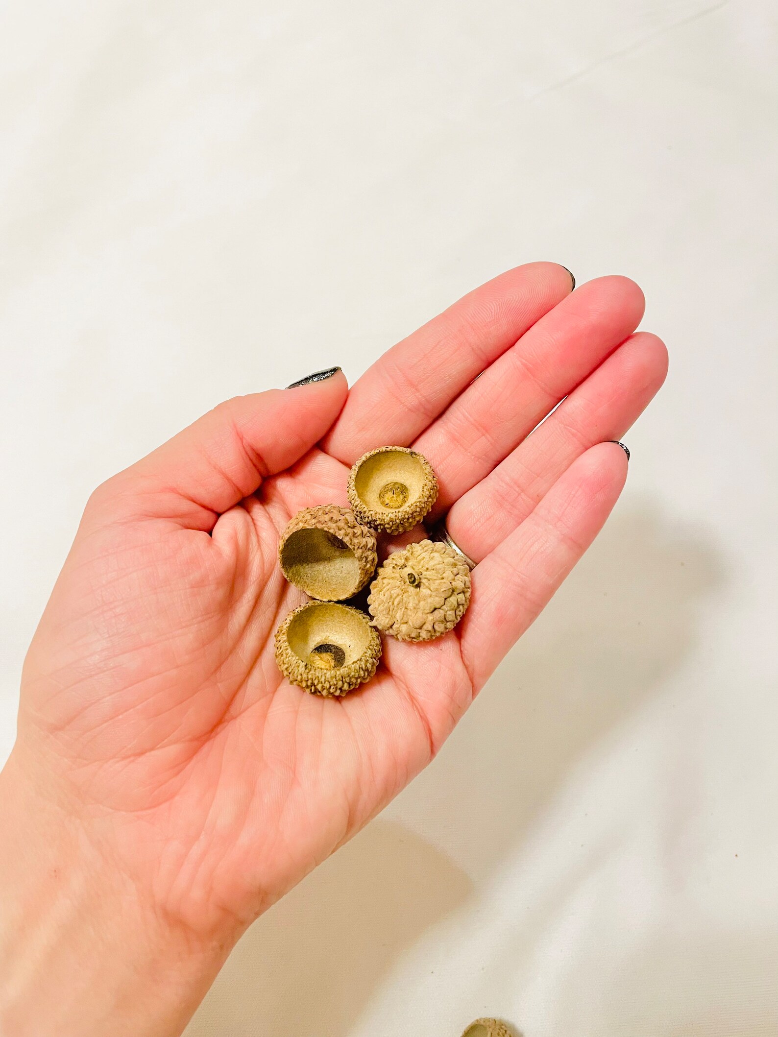 Acorn Caps Set of 50/acorn Caps for Crafts/acorn Caps for - Etsy