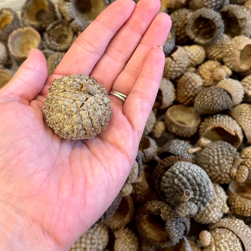 Acorn Caps - Etsy