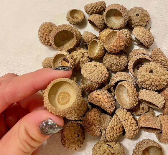 Acorn Caps Set of 50/acorn Caps for Crafts/acorn Caps for - Etsy