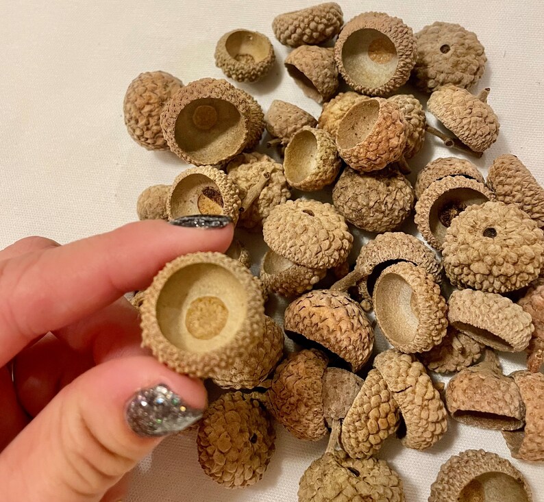 Acorn Caps Set of 50/acorn Caps for Crafts/acorn Caps for - Etsy