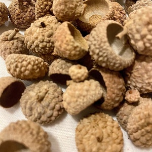 Acorn Caps Set of 50/acorn Caps for Crafts/acorn Caps for - Etsy