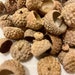 Acorn Caps Set of 50/acorn Caps for Crafts/acorn Caps for - Etsy