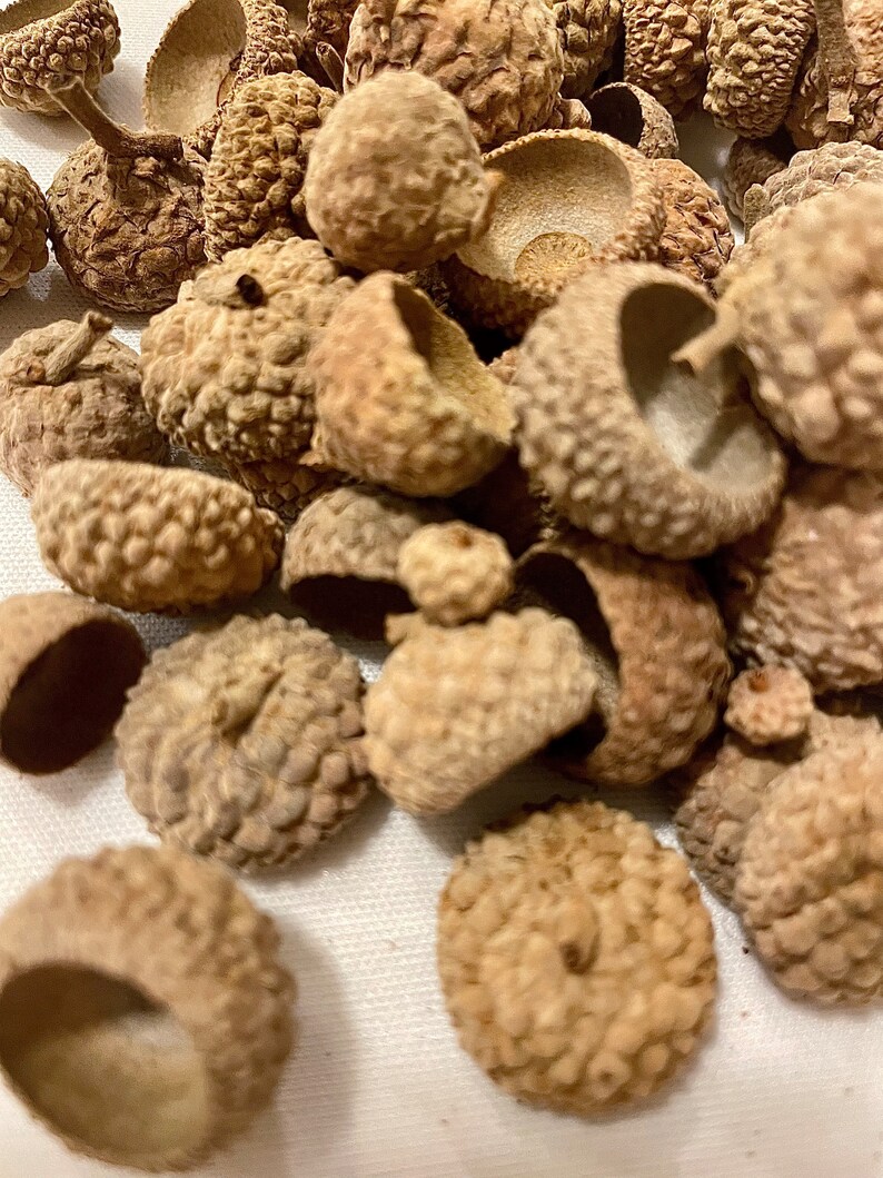 Acorn Caps Set of 50/acorn Caps for Crafts/acorn Caps for - Etsy