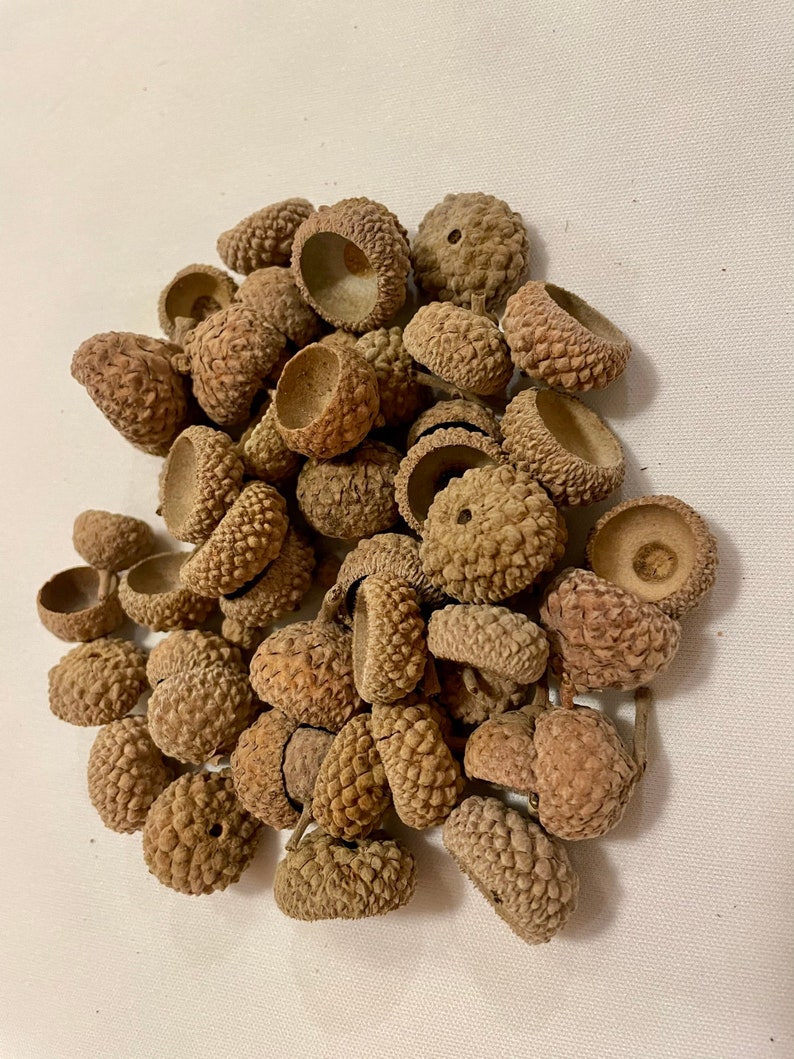 Acorn Caps Set of 50/acorn Caps for Crafts/acorn Caps for - Etsy