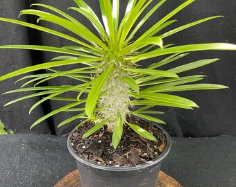 Madagascar Palm - Etsy