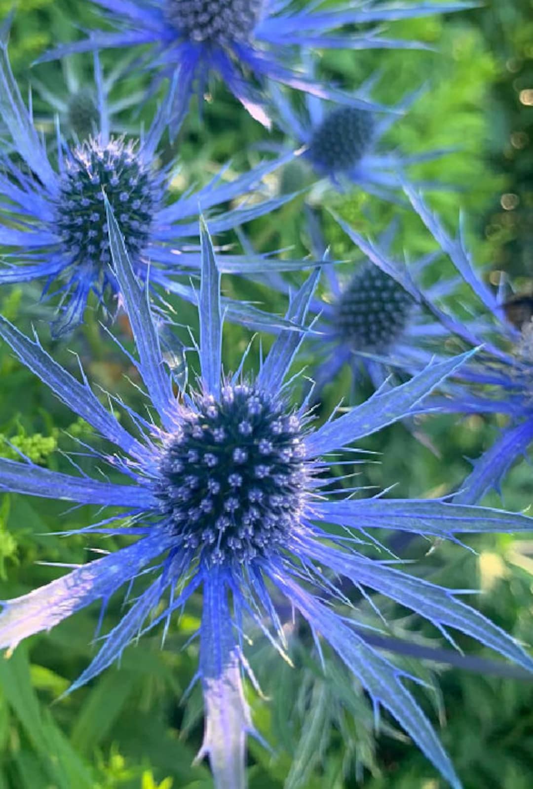Blue Thistle Plant