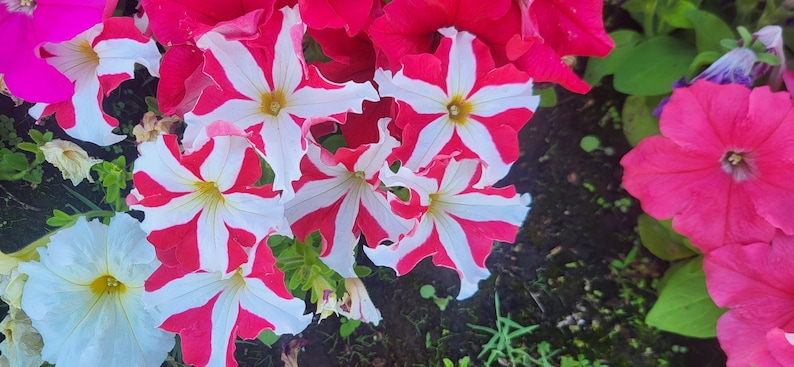 Star Petunia, Assorted Colors, 300 Seeds. A Very Beautiful Plant, Ideal ...