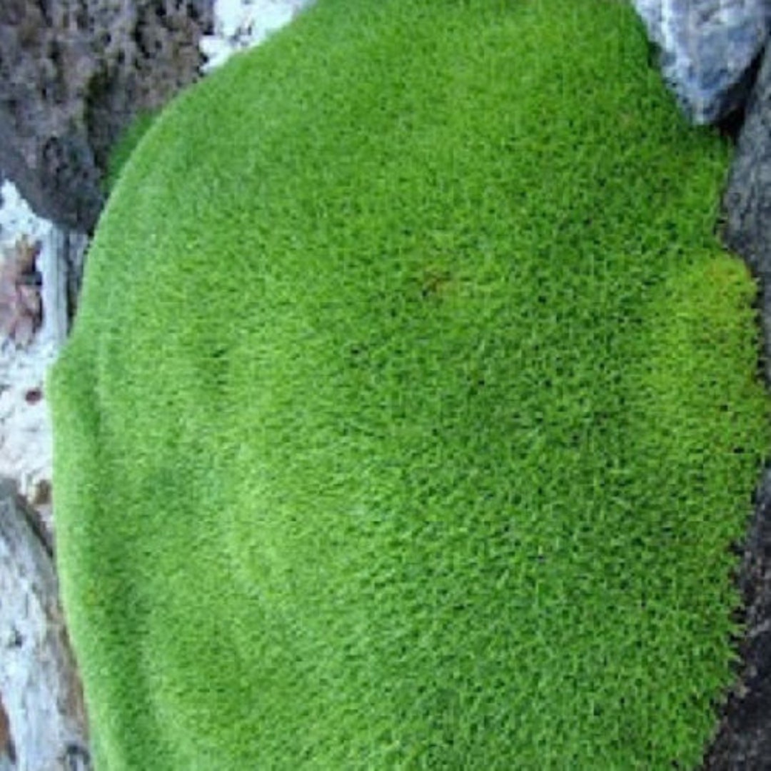 Scleranthus Biflorus Seeds - Etsy Australia