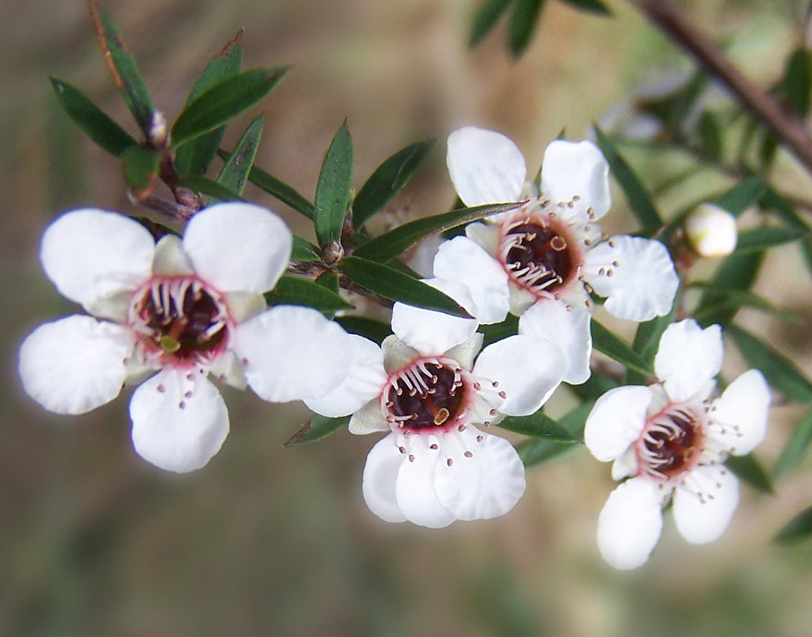 Leptospermum Manuka, Myrte, weiße Blüten für Honig, 50 Samen - Etsy.de