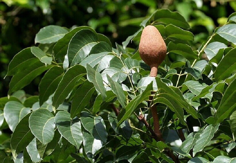 Indian Mahogany Tree Leaf