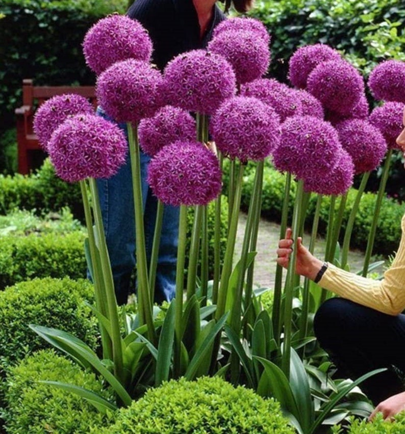 Flor de cebolla gigante morada Allium giganteum 20 seeds semillas ...