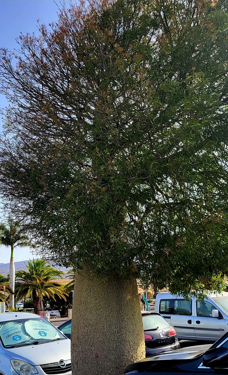 Semillas de Queensland Árbol Botella Brachychiton rupestris - Etsy México