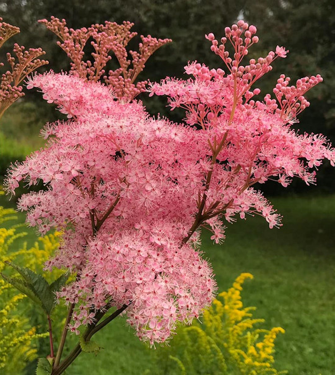 100 Queen of the Prairie Seeds Filipendula Rubra Spectacular Grass With ...
