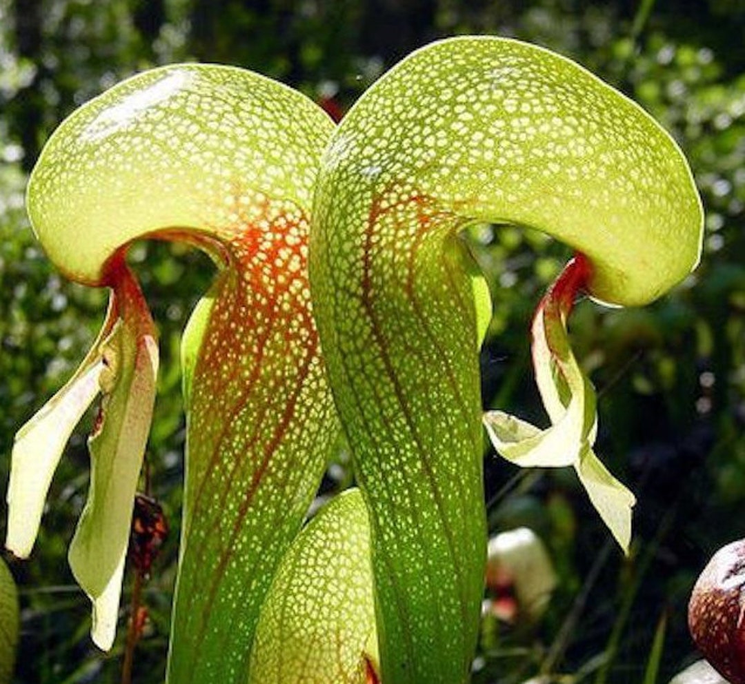 Cobra Lily - Darlingtonia California - Carnivorous Plant - 10 Seeds ...
