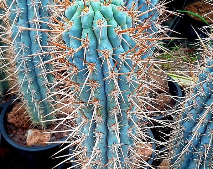 ORIGINAL BLUE CACTUS True Blue Cactus Cacti 20 Fresh Seeds - Etsy Canada