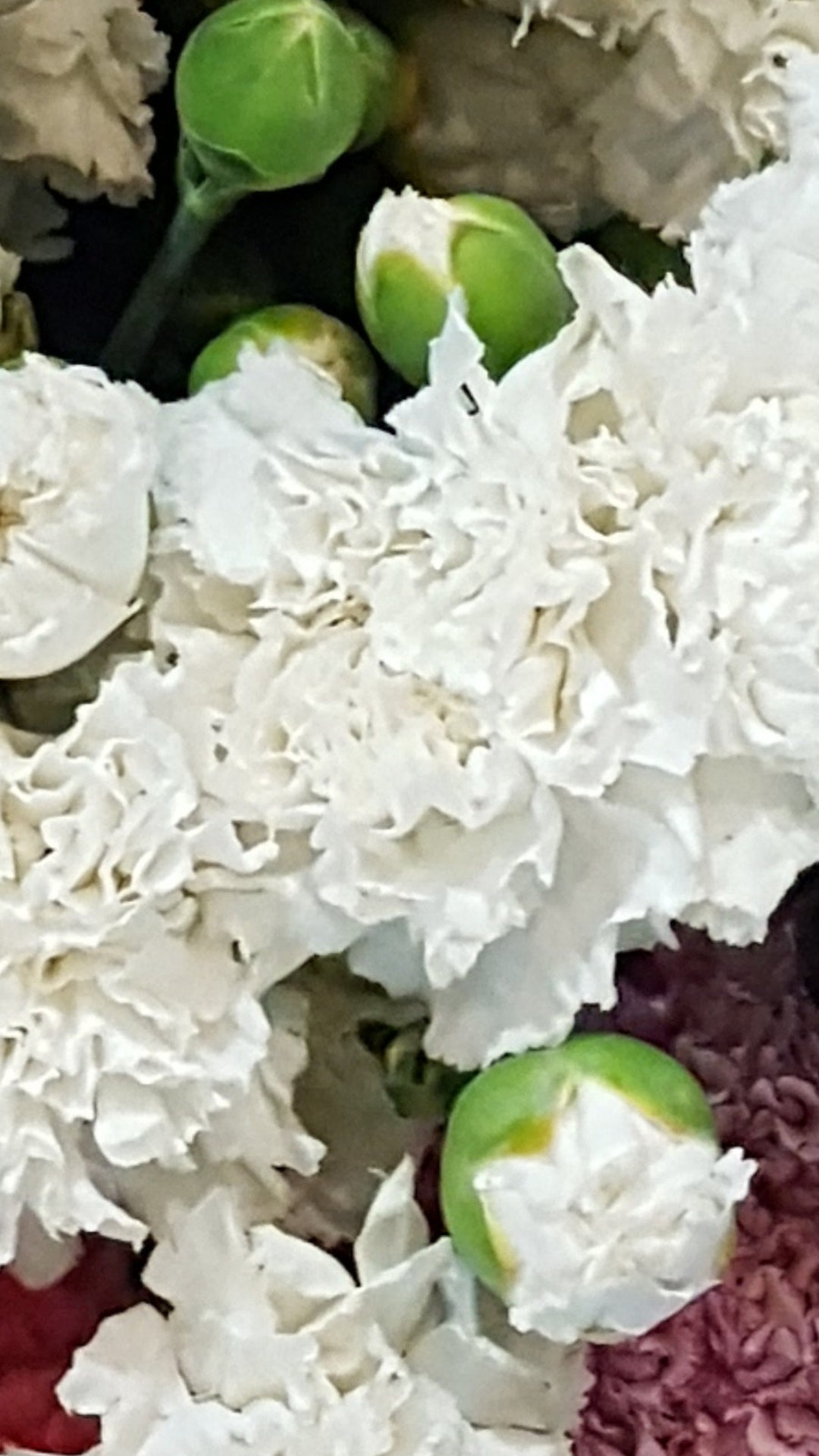 Improved Giant White Carnation 100 Seeds - Produces Flowers for ...