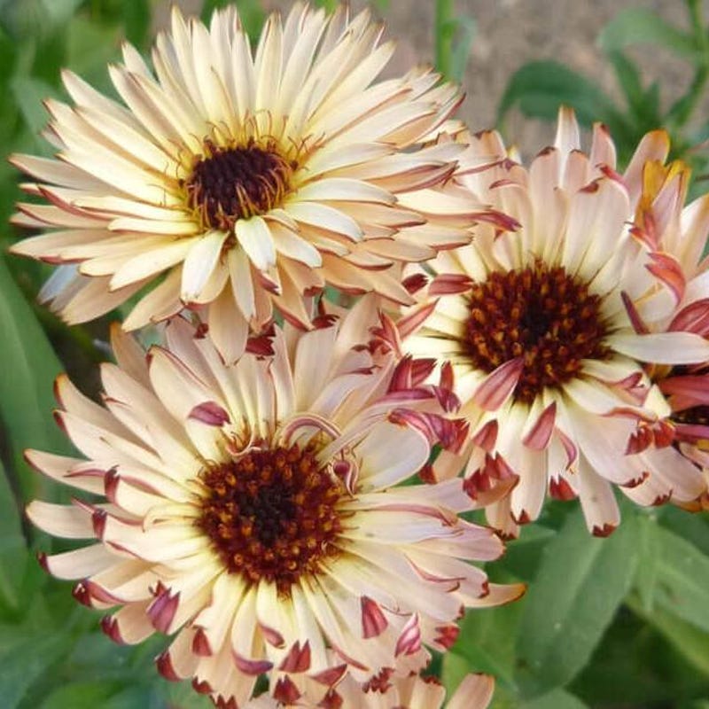 Mundosemillas - Etsy España