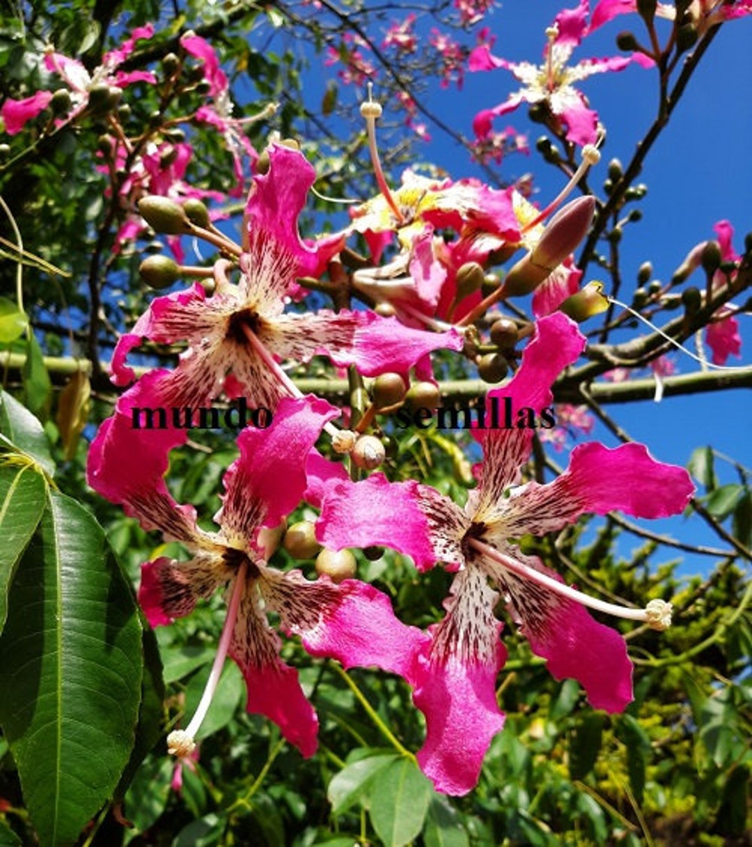 Seeds of Chorisia Speciosa Ceiba Speciosa Tree Bottle Pretty Flowers ...