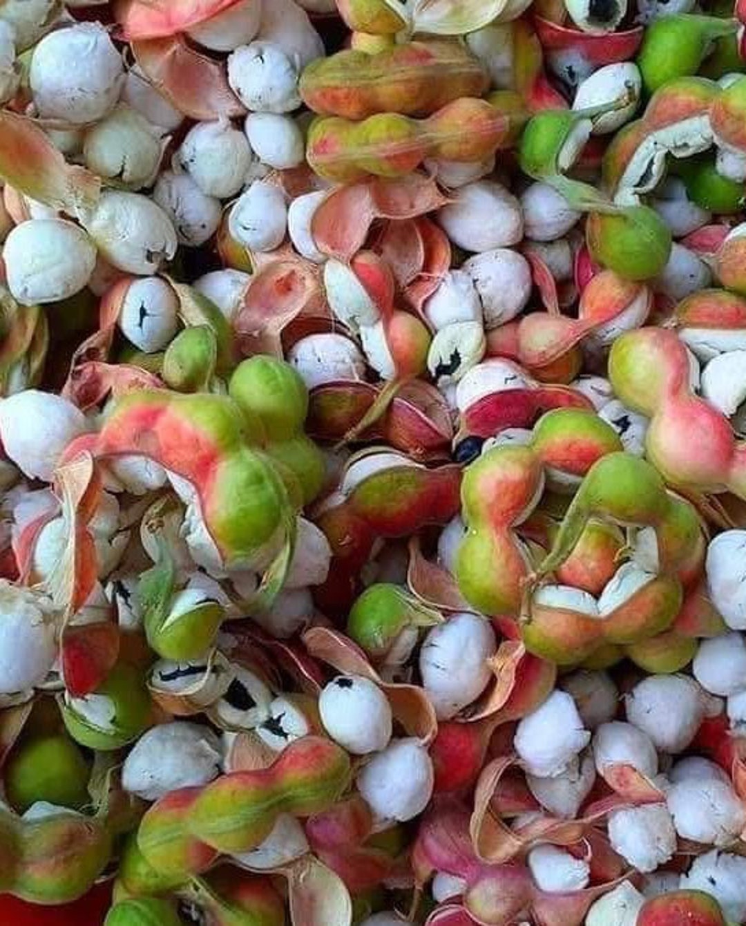 Pithecellobium Dulce Seeds Manila Tamarind Guamuchil - Etsy Canada