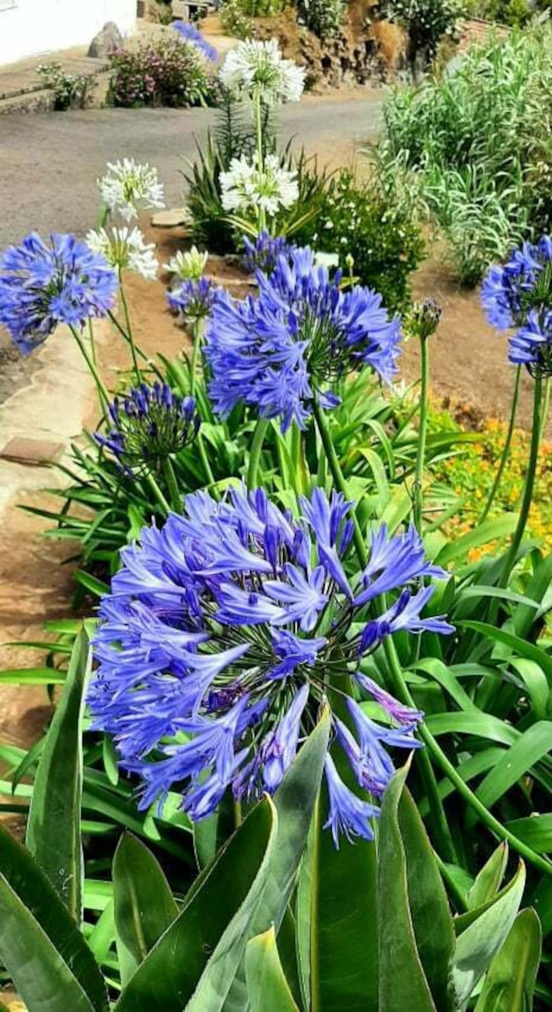 AGAPANTO flor AZUL Lirio Africano Agapanthus 1000 semillas - seeds ...