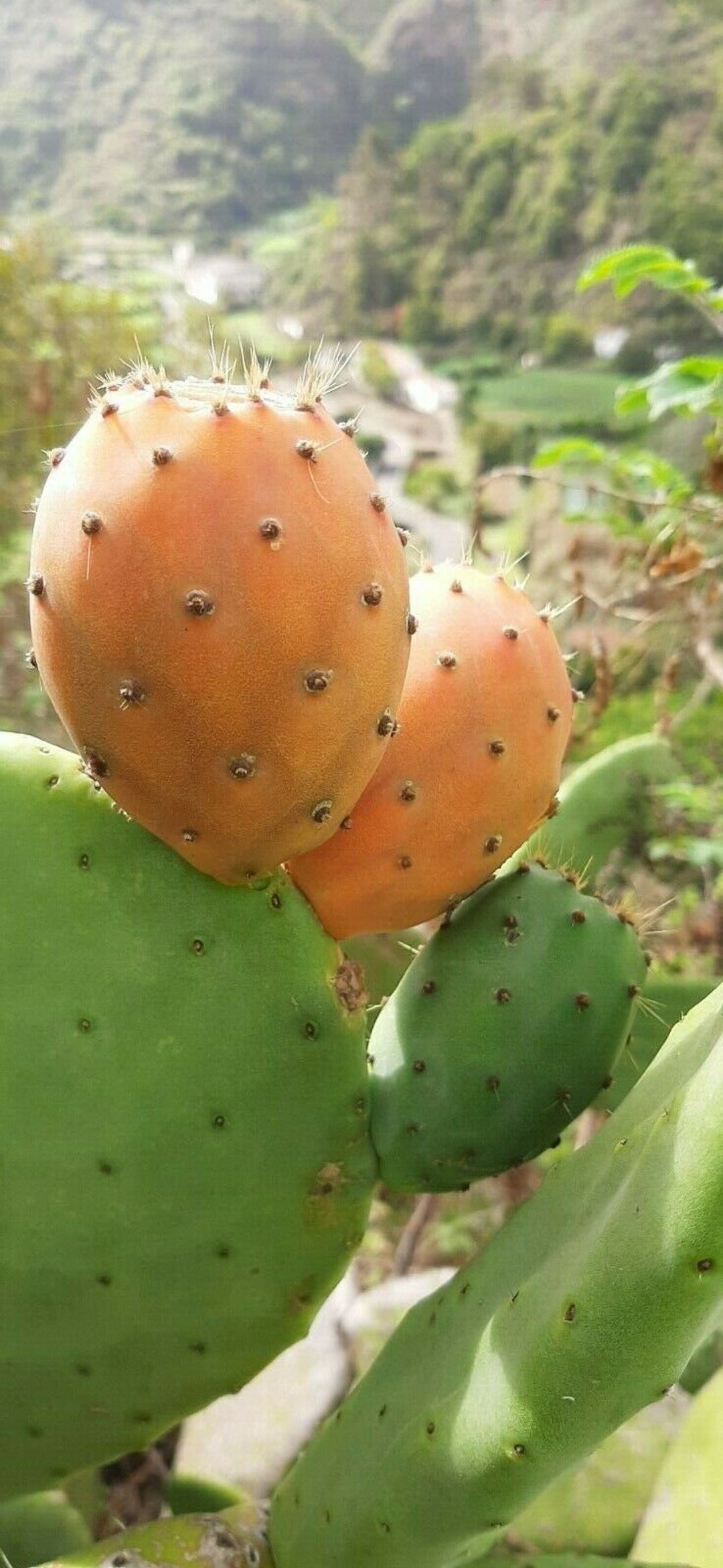 CHUMBERA - TUNERA nopal Opuntia ficus-indica (fruits comestibles) 30 ...
