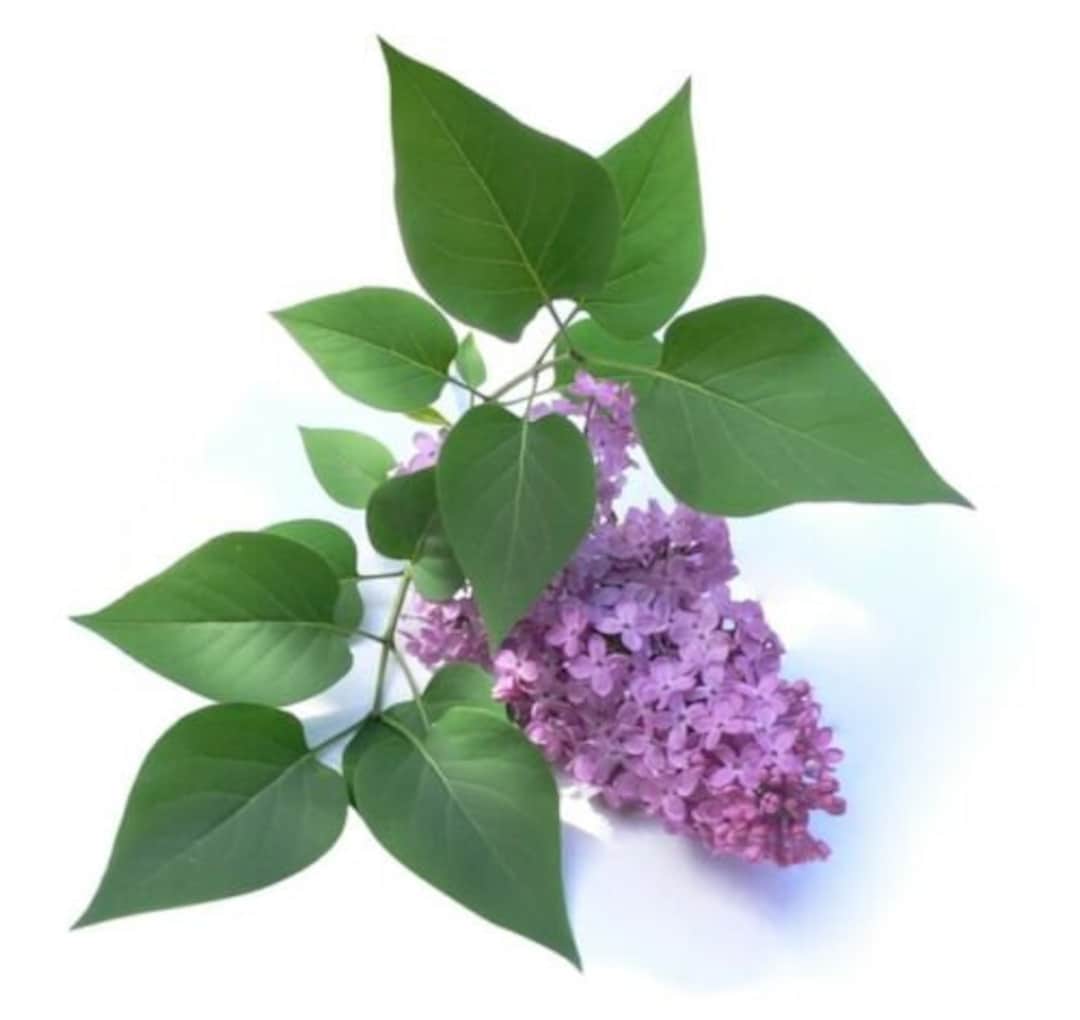 Graines de lilas LILO Syringa Vulgaris convient au bonsaï - Etsy France