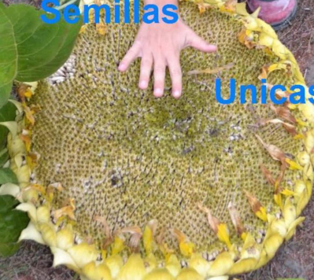 GIRASOL GIGANTE para PIPAS comestibles 40 semillas , ideal huerto ...