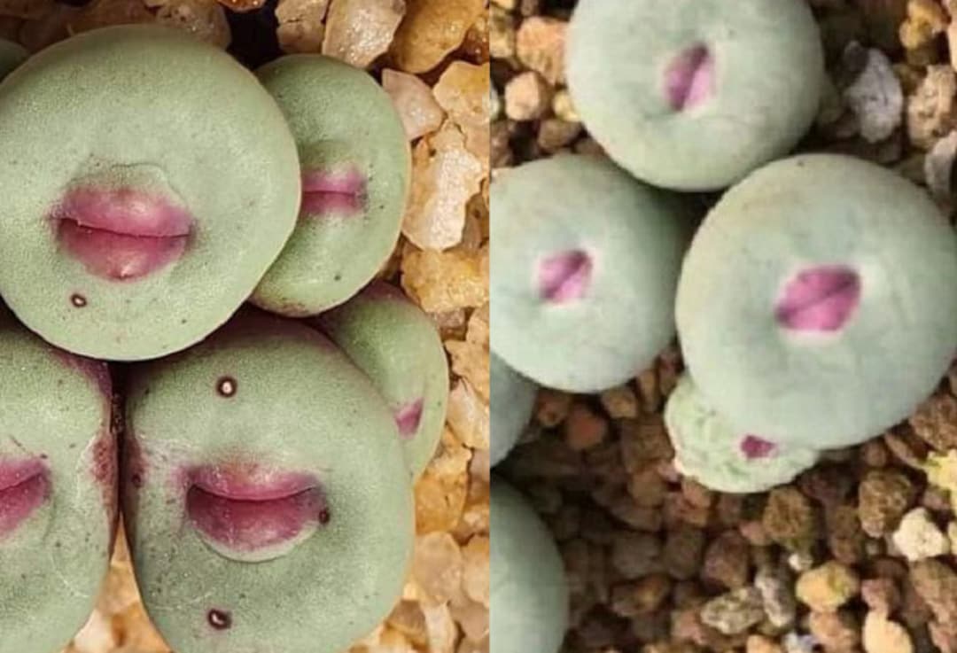 Conophytum Pageae Mix Seeds - Red Lip - Pink Succulent Seed Succulents ...
