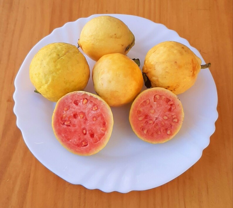 Árbol de guayaba Psidium Guajava Guayaba Manzana de Perú Guayaba ...