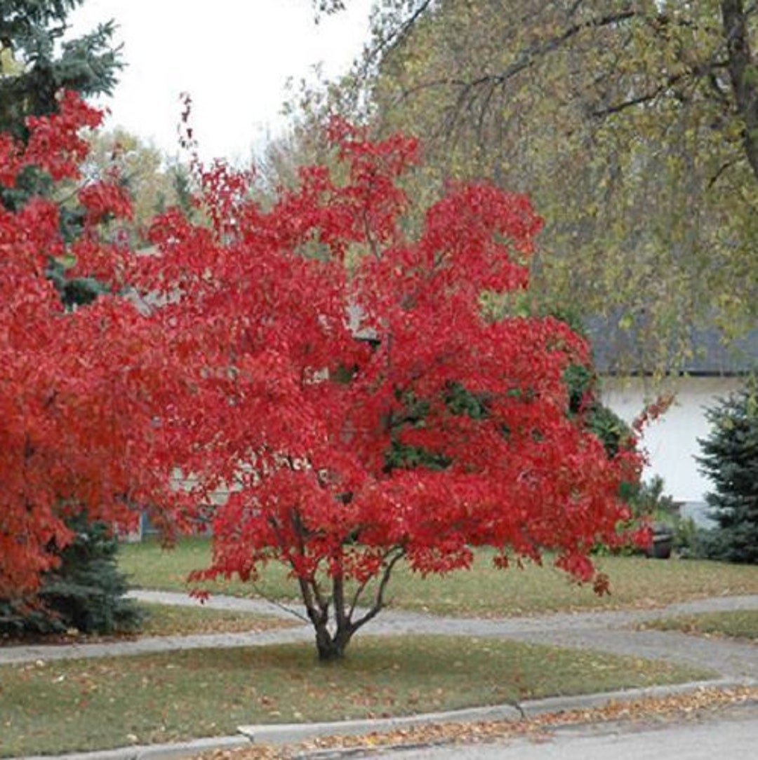 Amur Maple Acer Ginnala Tataricum Maple Ideal for BONSAI 30 Seeds Seeds ...