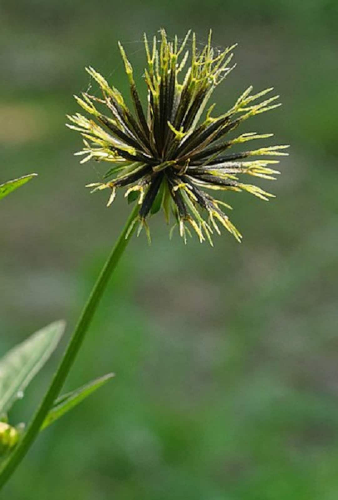 Semillas frescas de Bidens Pilosa - Etsy España